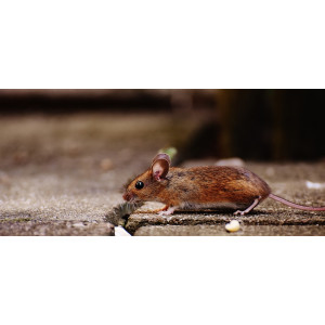 And finally… of mice and men | Scottish Financial News